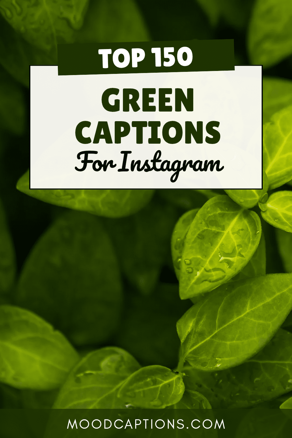 150+ Green Captions for Fresh, Nature & Aesthetic Feeds